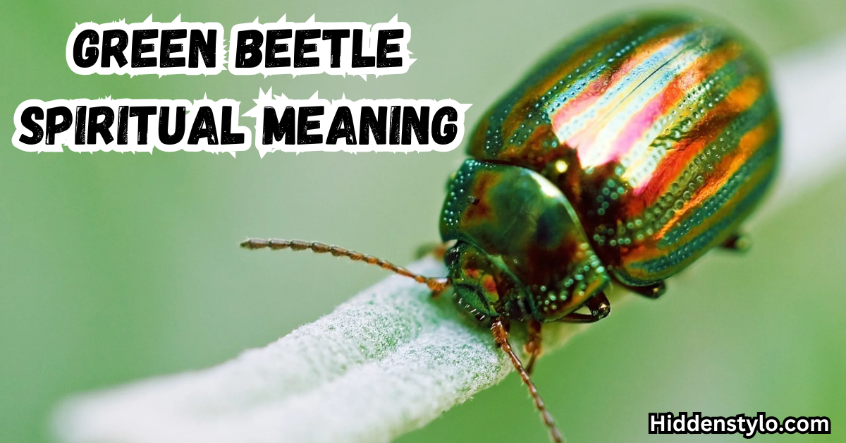 8 Spiritual Meanings of Green Beetles: - Hidden Stylo