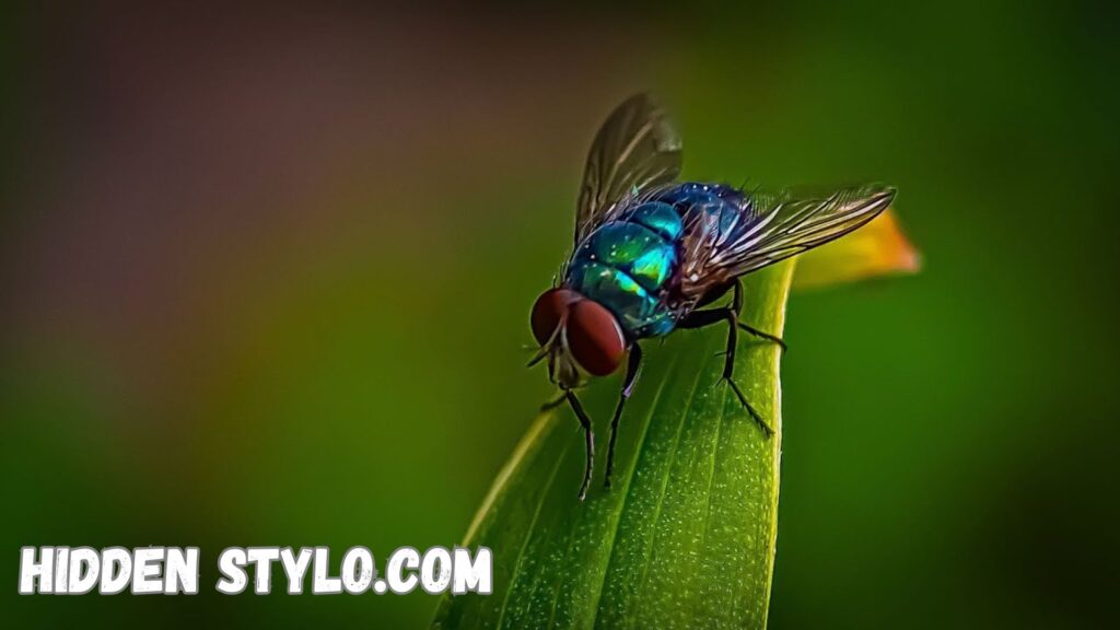 15 Spiritual Meanings of Fly Buzzing in Your Ear - Hidden Stylo