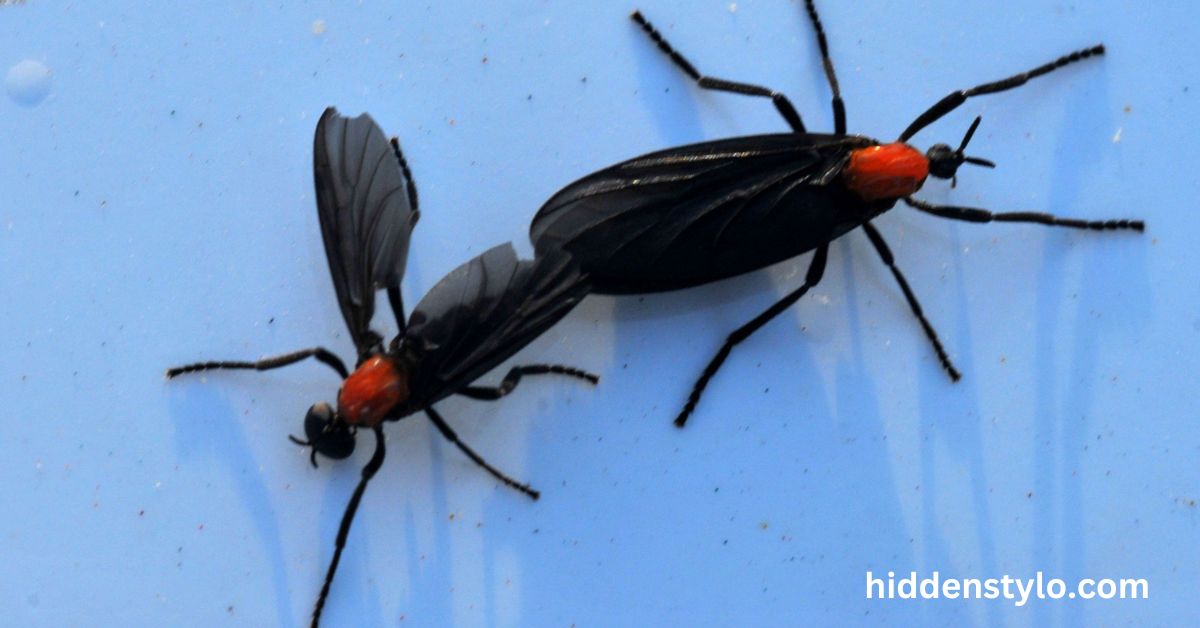 The Spiritual Significance of Love Bugs: Uncovering the Symbolism ...
