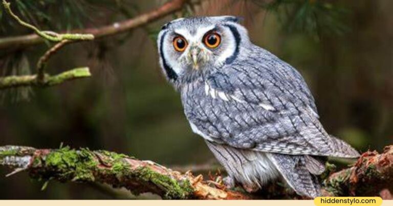 12 Spiritual Meanings of an Owl Crossing Your Path - Hidden Stylo