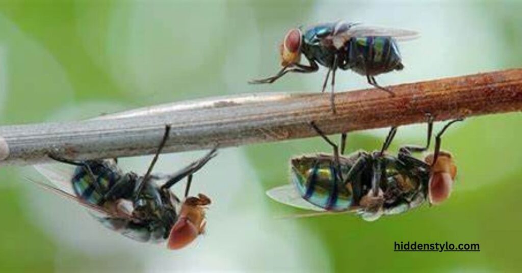 Dead Flies in House: Spiritual Meaning & Interpretation - Hidden Stylo